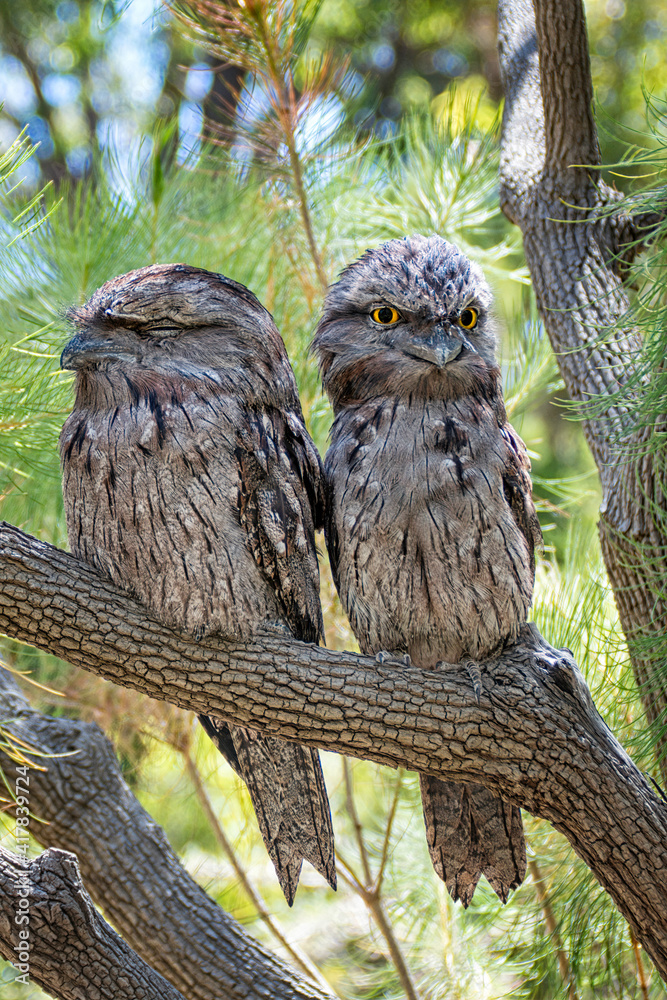 Australian Tawny Frogmouth (Podargus Strigoides) Stock Photo | Adobe Stock