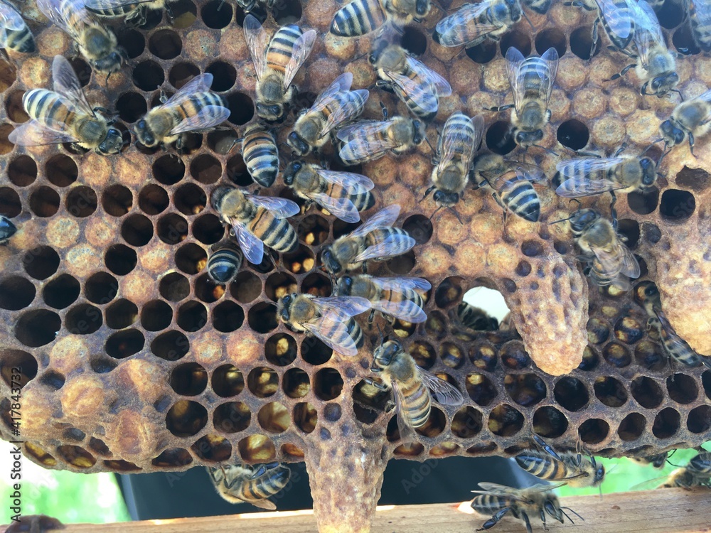 Bees covering a frame of honeycomb with several hatched queen cells ...