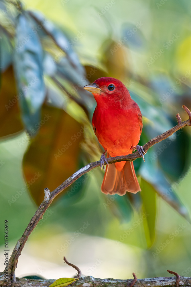 Red tanager in green vegetation. Bird on the big palm leave. Summer ...