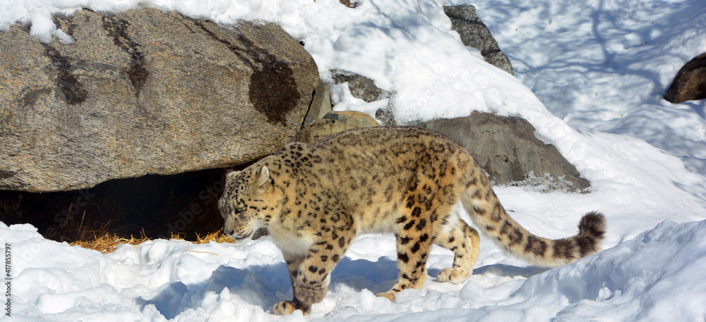 In winter the snow leopard is a large cat native to the mountain ranges ...