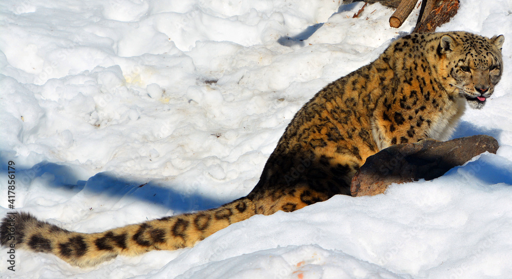 In winter the snow leopard is a large cat native to the mountain ranges ...
