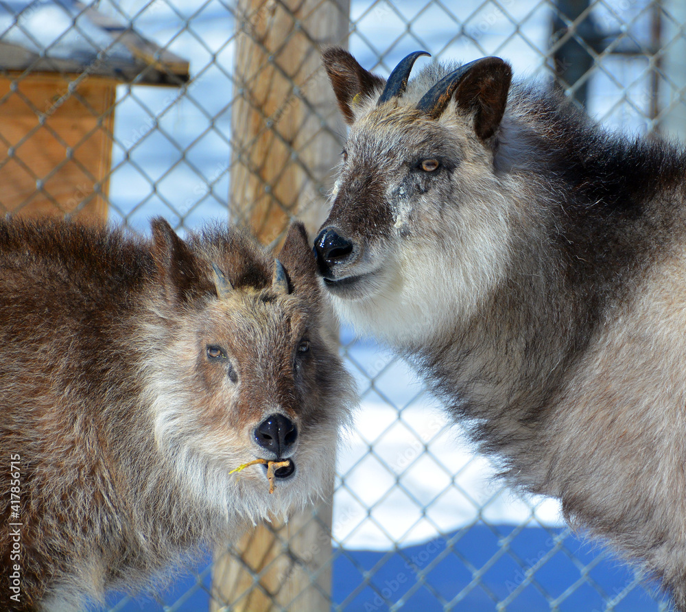 In winter japanese serow Capricornis crispus is a Japanese goat ...