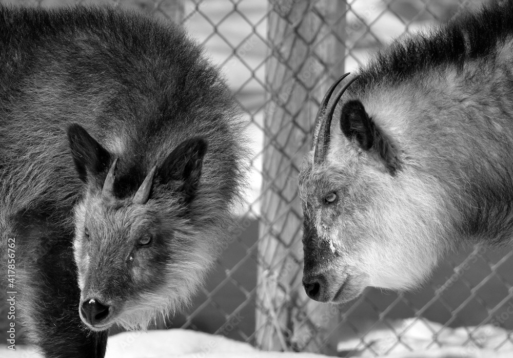 In winter japanese serow Capricornis crispus is a Japanese goat ...