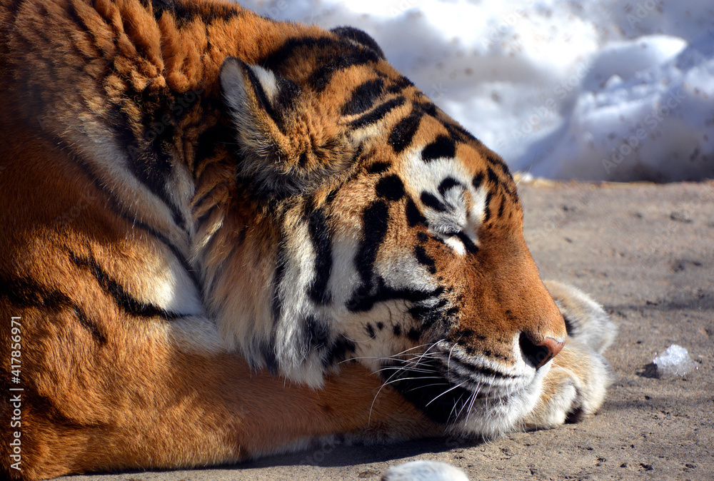 In winter japanese serow Capricornis crispus is a Japanese goat ...