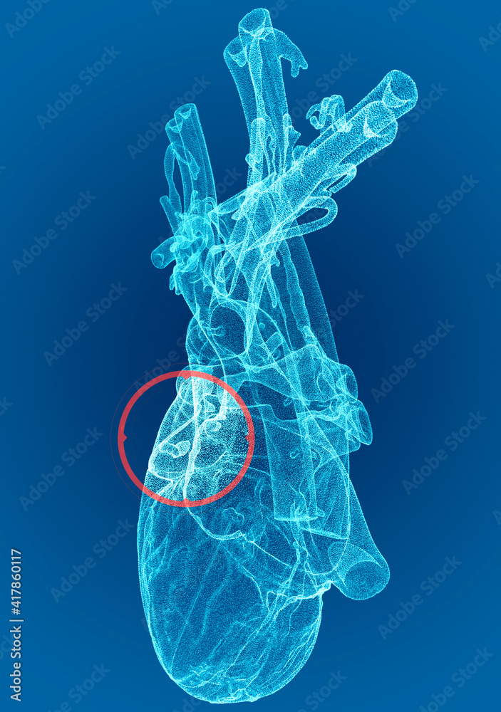 Heart, ventricles, human anatomy, cardiac ventricles. Human body ...