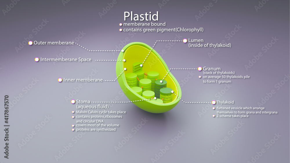 3D illustration of plastid, an organelle in plants, with labelled ...