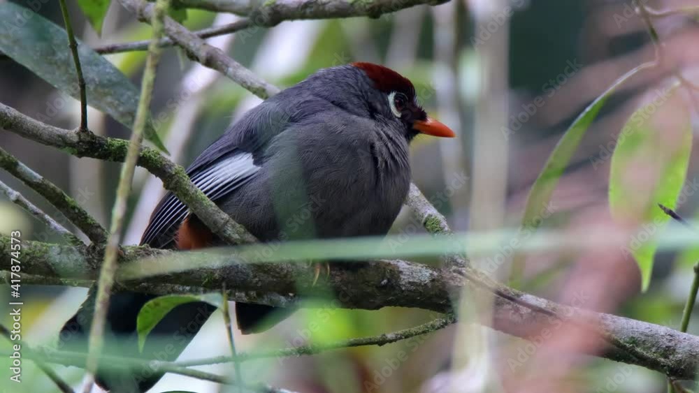 Chestnut-capped laughingthrush (Garrulax mitratus), also known as the ...