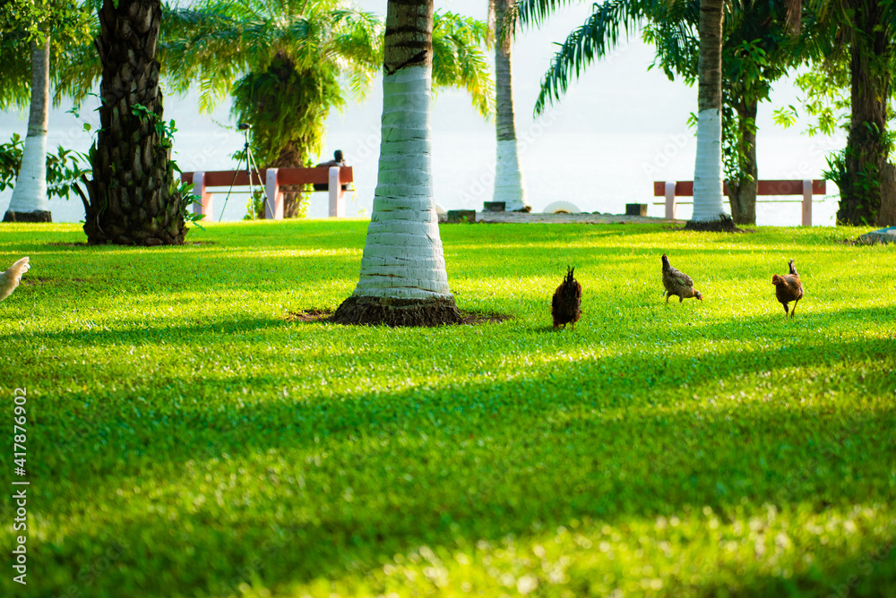 Beautiful green grass with palm tress and fowl beside lake with blue ...