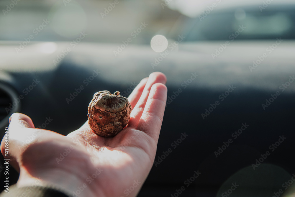 Detalle de una mano sosteniendo un fruto redondo y marrón de ciprés ...