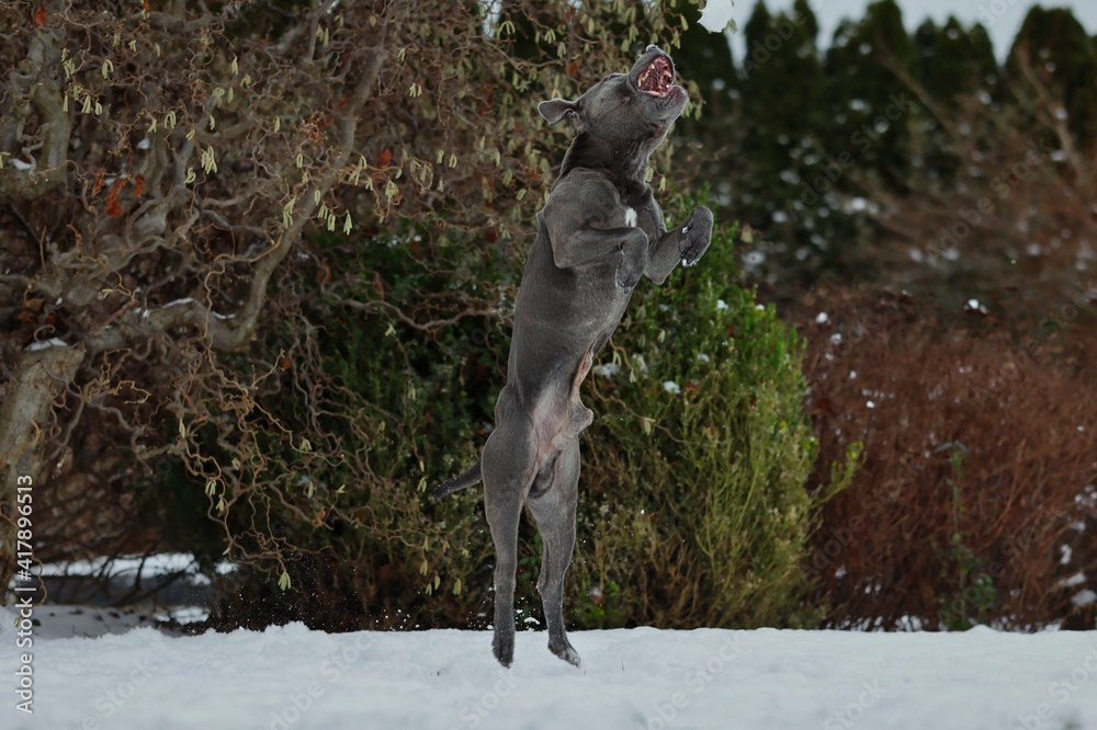 Funny Staffordshire Bull Terrier Jumps in the Winter Garden. Staff Bull ...