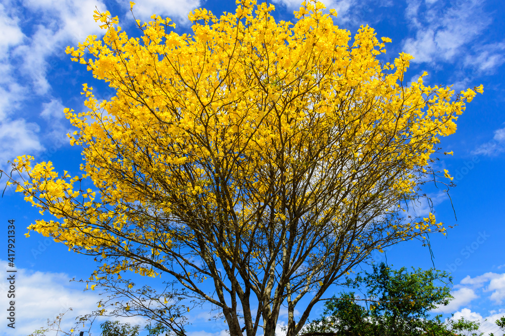 native tree of the Brazilian rain forest with yellow flowers under blue ...