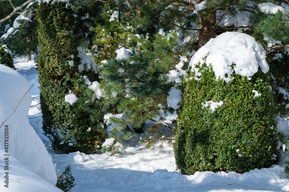 Boxwood Buxus sempervirens are boxwood bushes or European box with ...