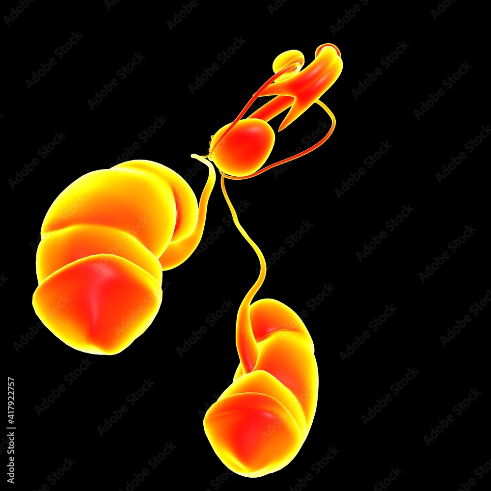 Male Reproductive System Anatomy For Medical Concept 3D Rendering Stock ...