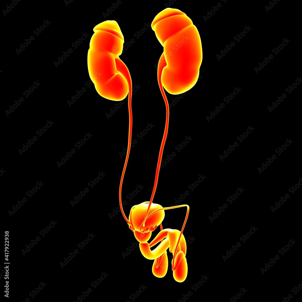 Male Reproductive System Anatomy For Medical Concept 3D Rendering Stock ...