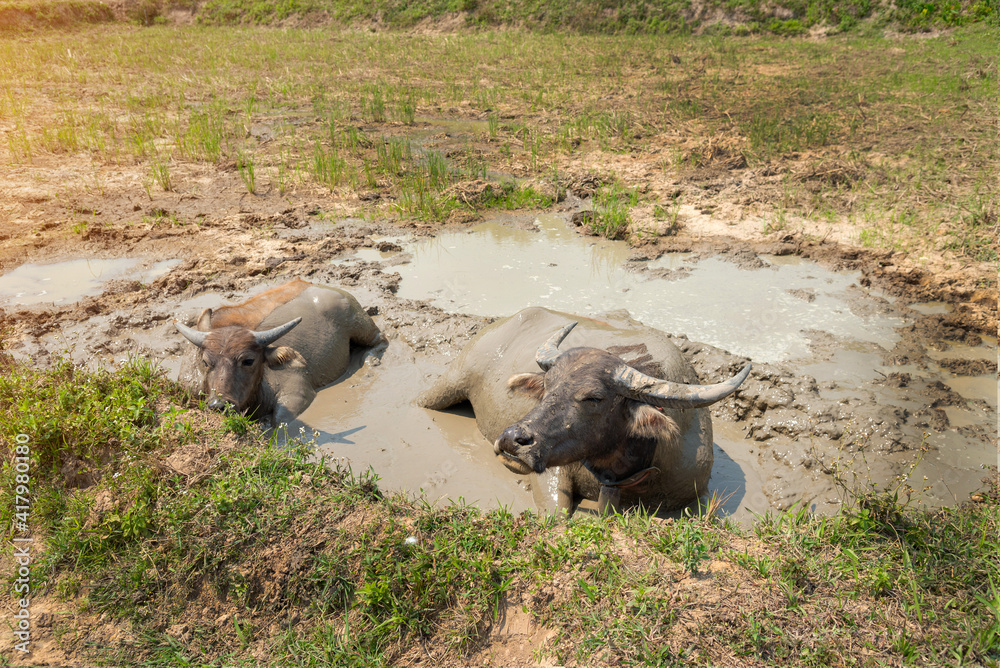 Water buffaloes, Swamp Buffalo soaked happily in mud water on summer at ...