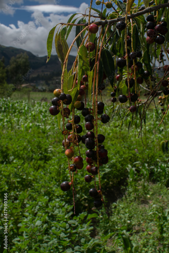 Árbol de capulí en la Cordillera de los andes foto de Stock | Adobe Stock