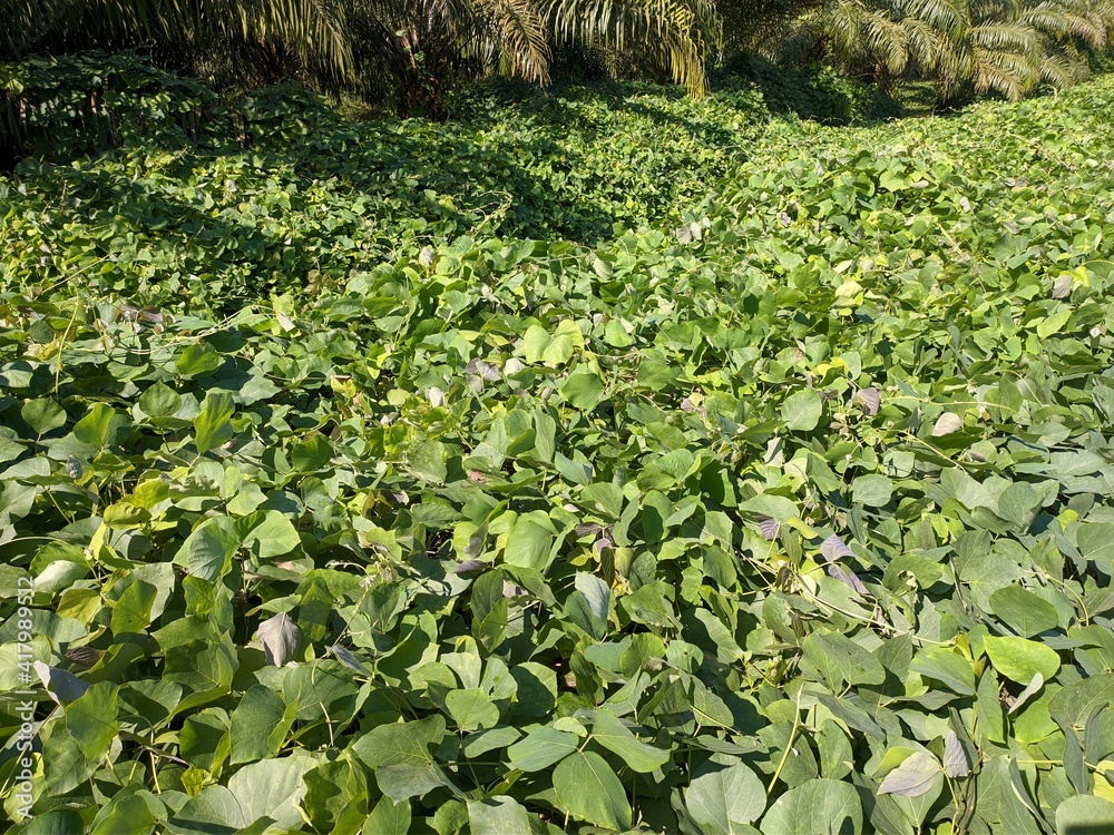 Mucuna bracteata plants are planted around oil palm trees to control ...