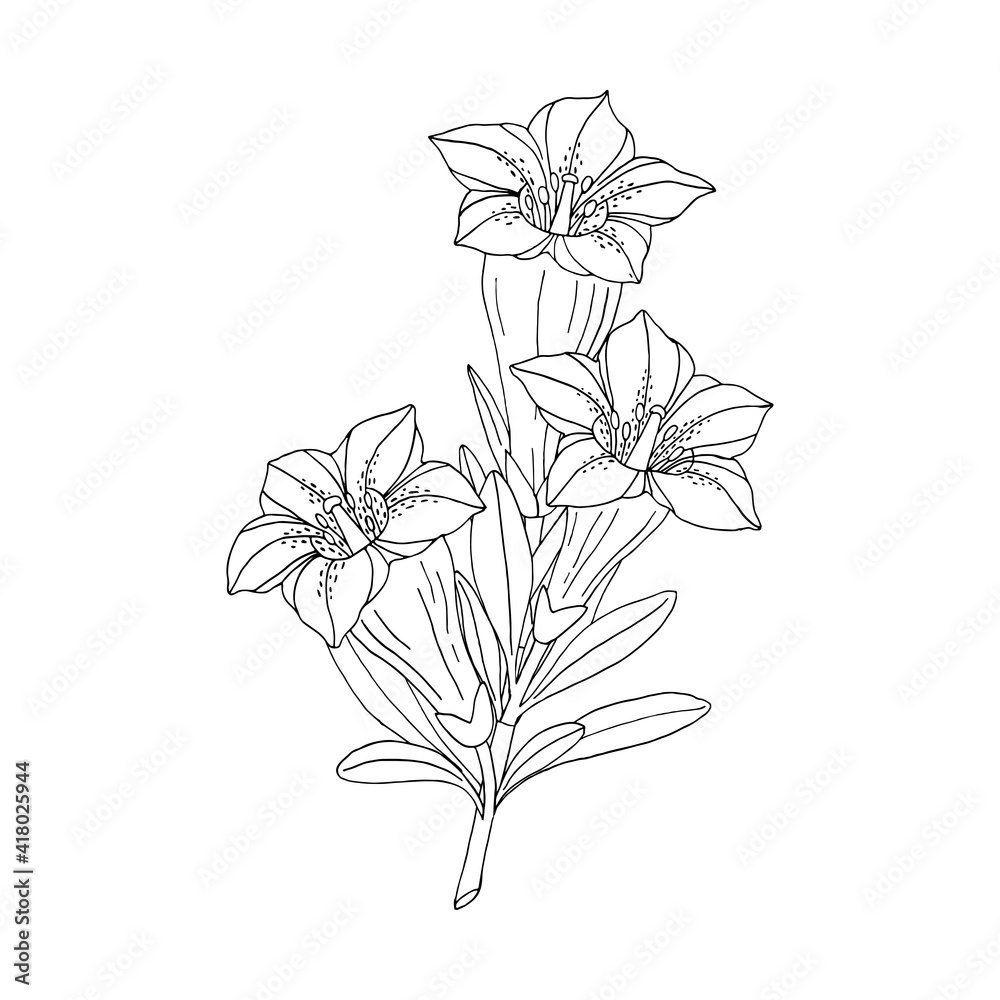 Gentian flower bouquet. Montain wildflower. Hand drawn sketch. Vector ...