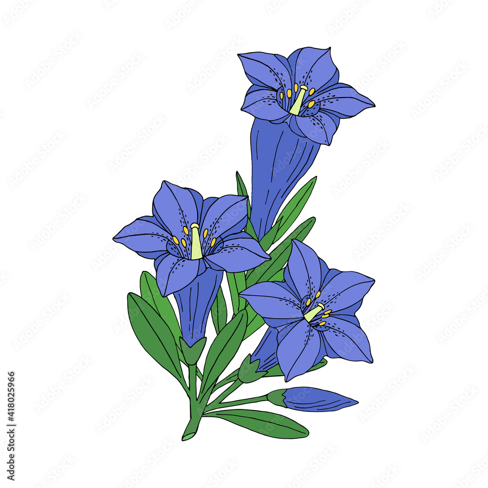 Gentian flower bouquet. Montain wildflower. Hand drawn sketch. Vector ...