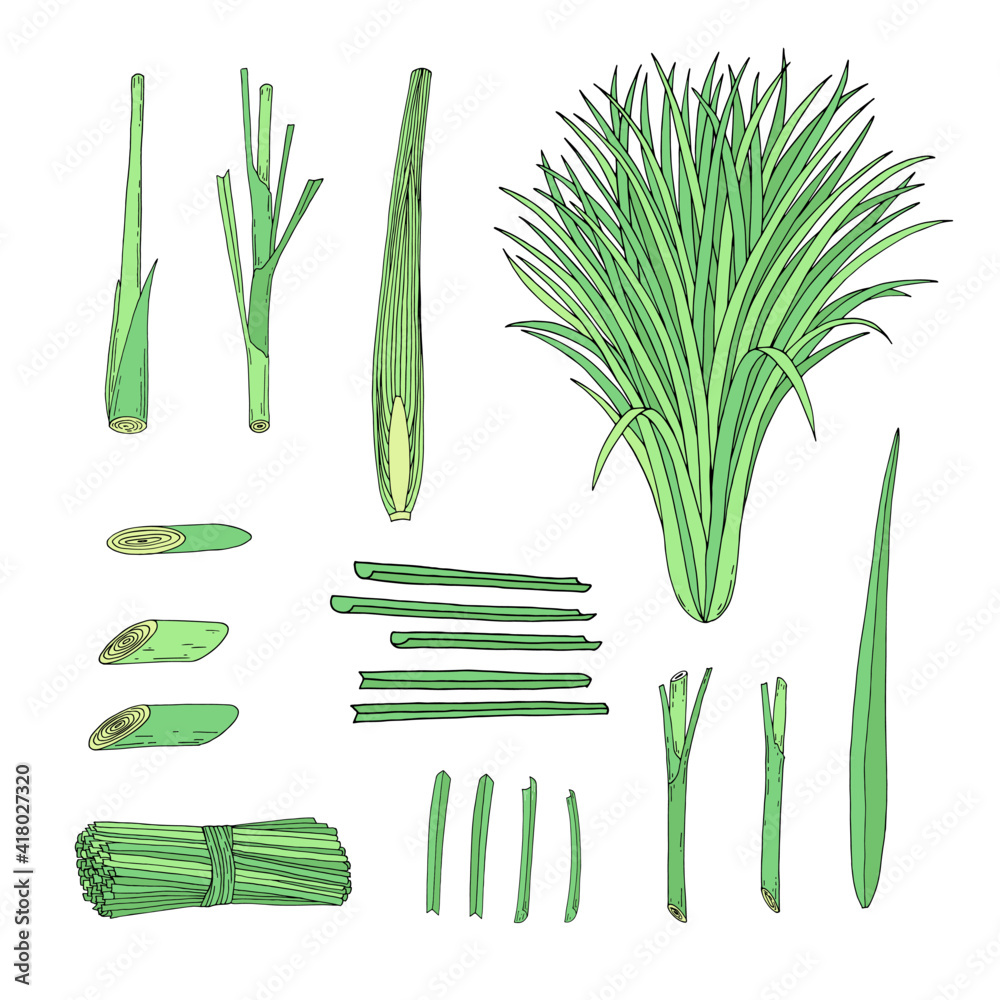 Lemongrass set with whole and cut slice citronella grass. Hand drawn ...