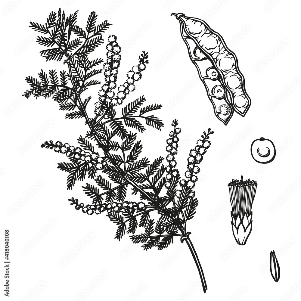 Vecteur Stock Mimosa branch hand-drawn monochrome sketch in pen and ink ...