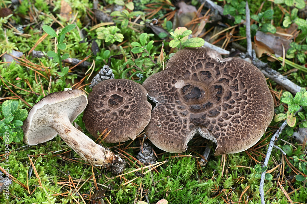 Sarcodon squamosus, also called Hydnum squamosum, commonly known as ...
