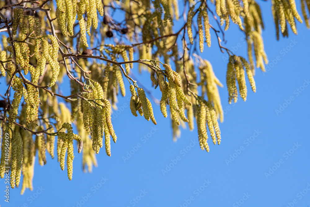 Catkin tree in South Park, London Stock Photo | Adobe Stock