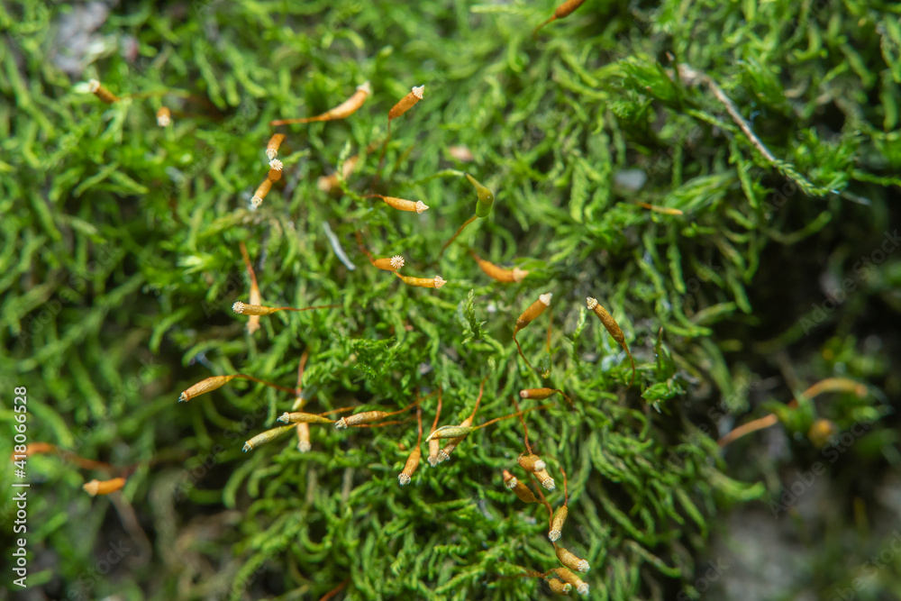Green background with tree climacium moss in soft focus at high ...