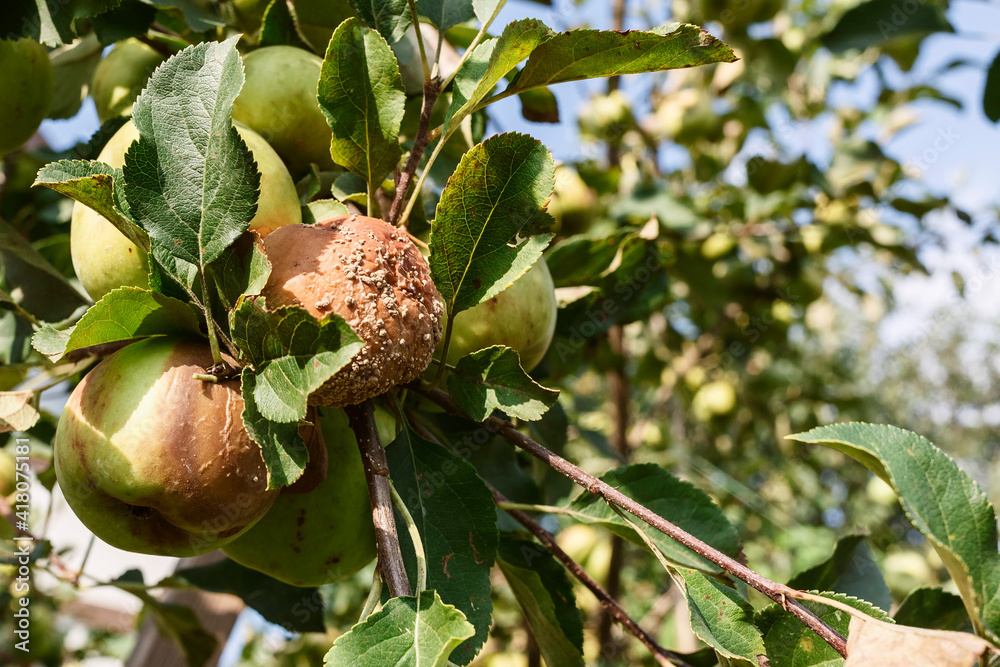 Rotten apple on a tree. Apple tree branch with rotten fruit. Stock ...