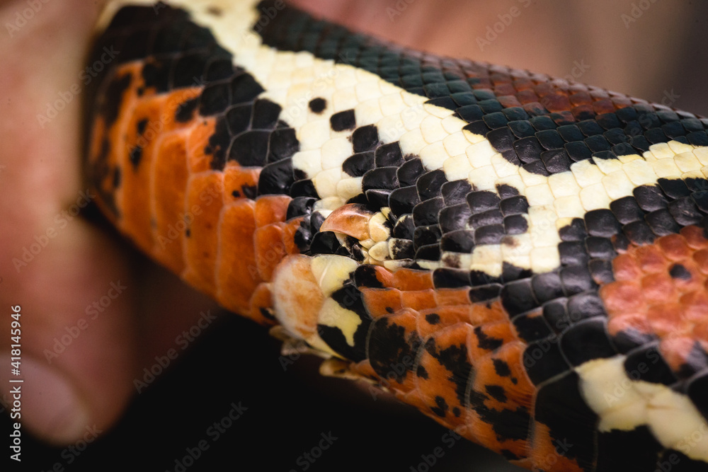 scales of snakes with disease, exotic pet being treated in veterinary ...