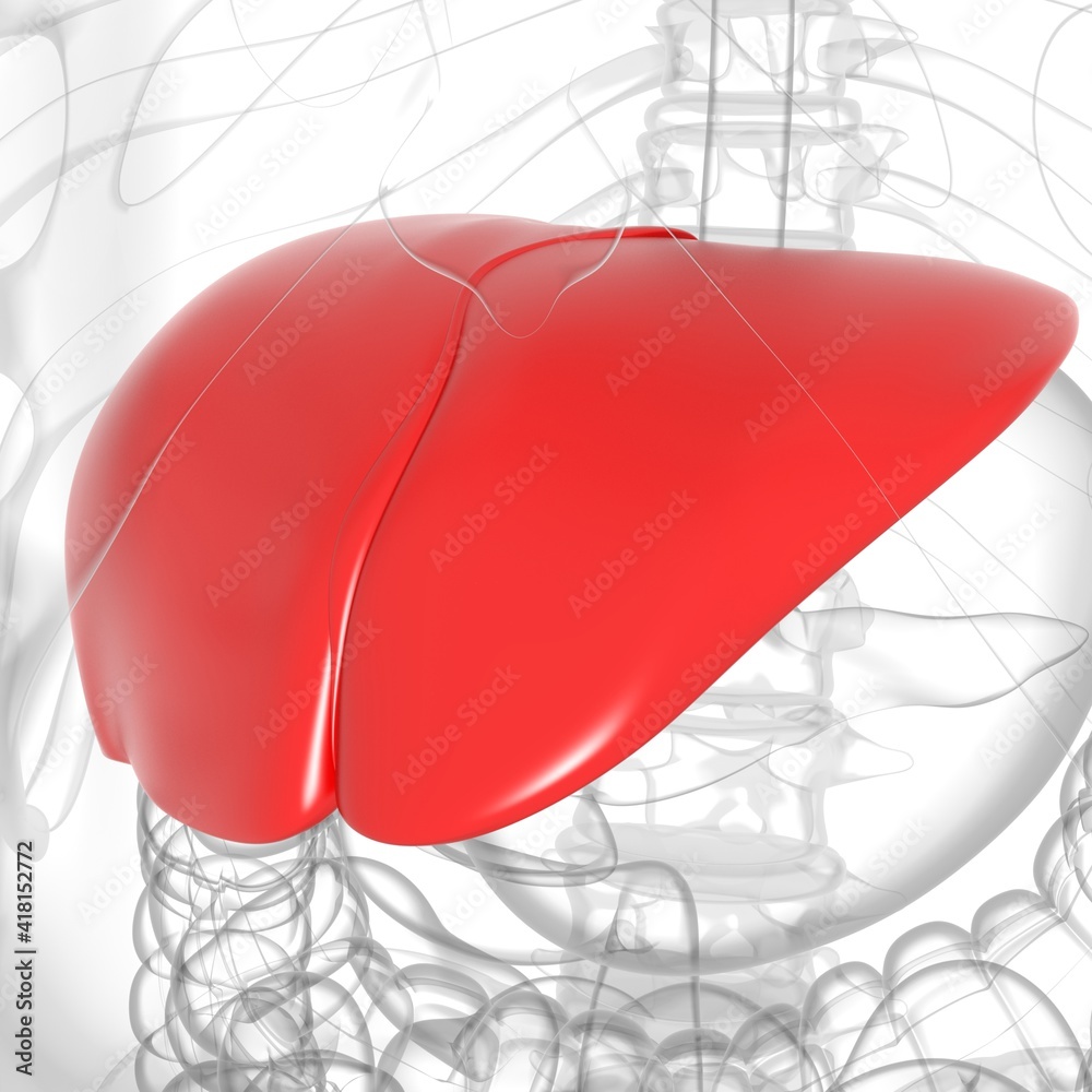 Liver 3D Illustration Human Digestive System Anatomy Stock Illustration ...