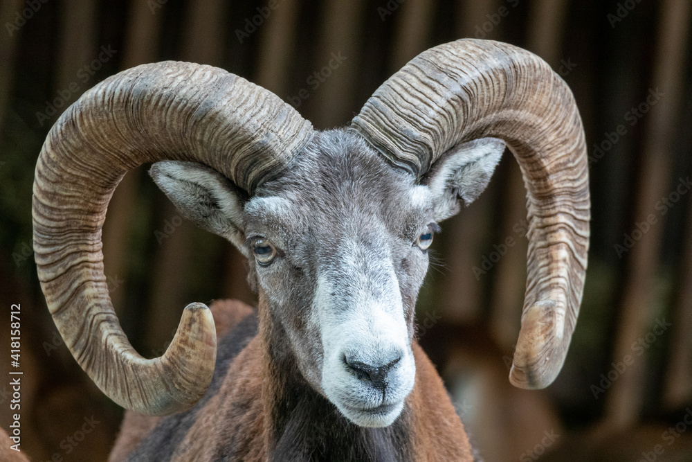 Ram Goat