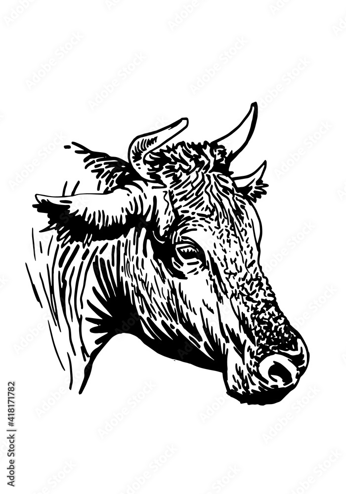 Vector drawing of cow portrait isolated on white background, cattle ...
