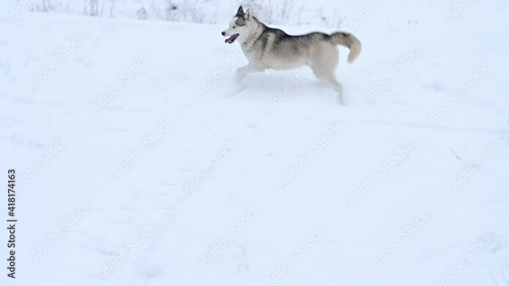 A young gray wolf hunts in the wild. Husky in the woods running through ...