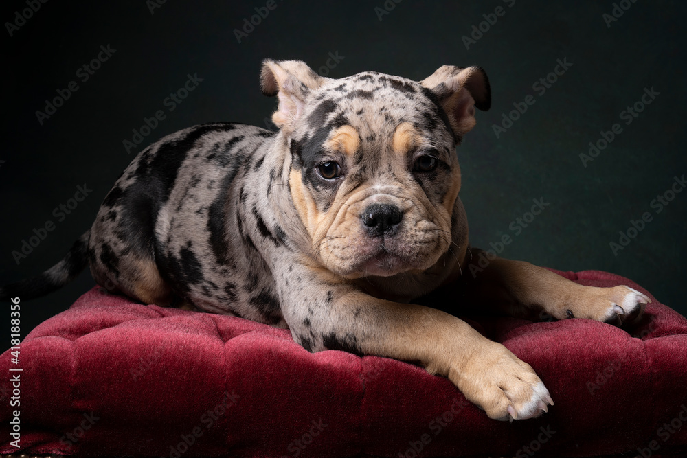 Portrait of a cute old english bulldog puppy looking at the camera on a ...
