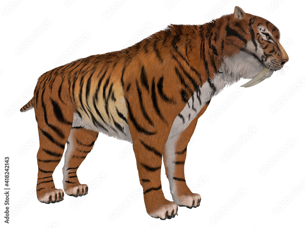 Saber Tooth Tiger Vs Siberian Tiger