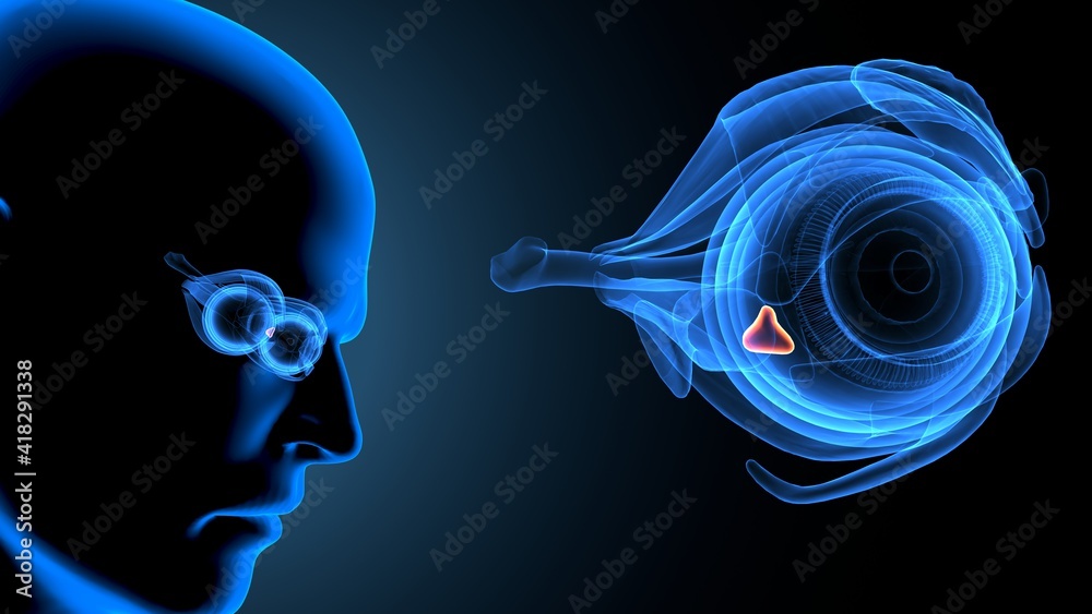 3d illustration of human body eye intersection anatomy. Stock ...