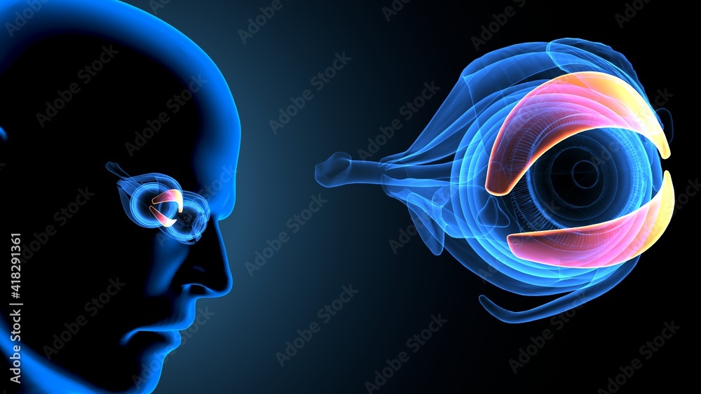 3d illustration of human body eye intersection anatomy. Stock ...