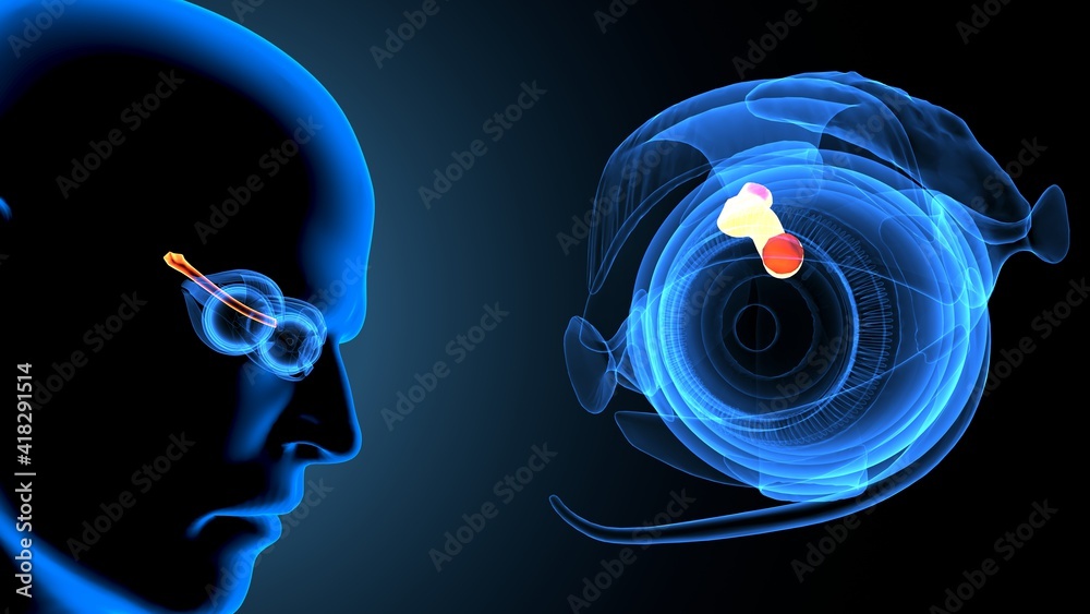 3d illustration of human body eye intersection anatomy Stock ...