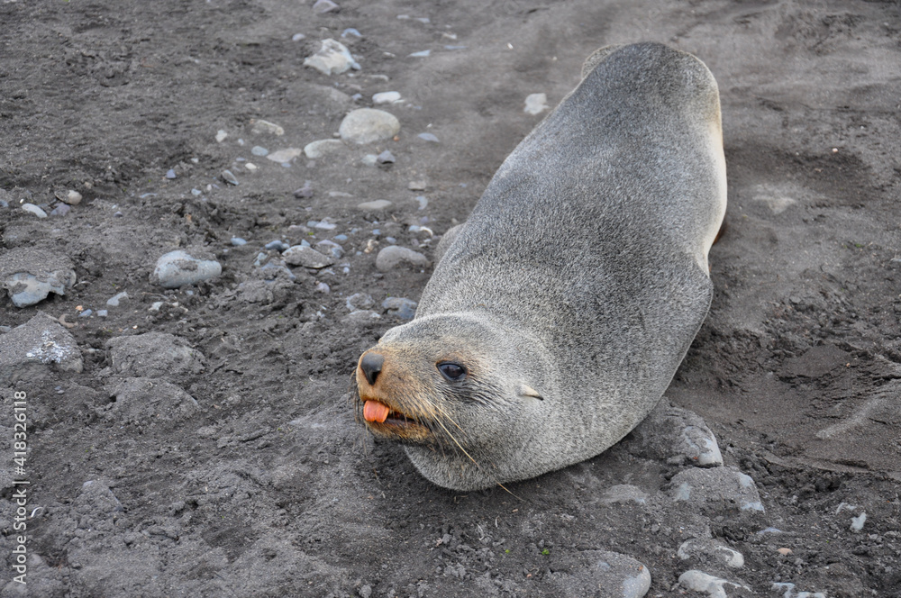Antarctic Fur Seal (Arctocephalus gazella) on the beach, Carlini Base ...
