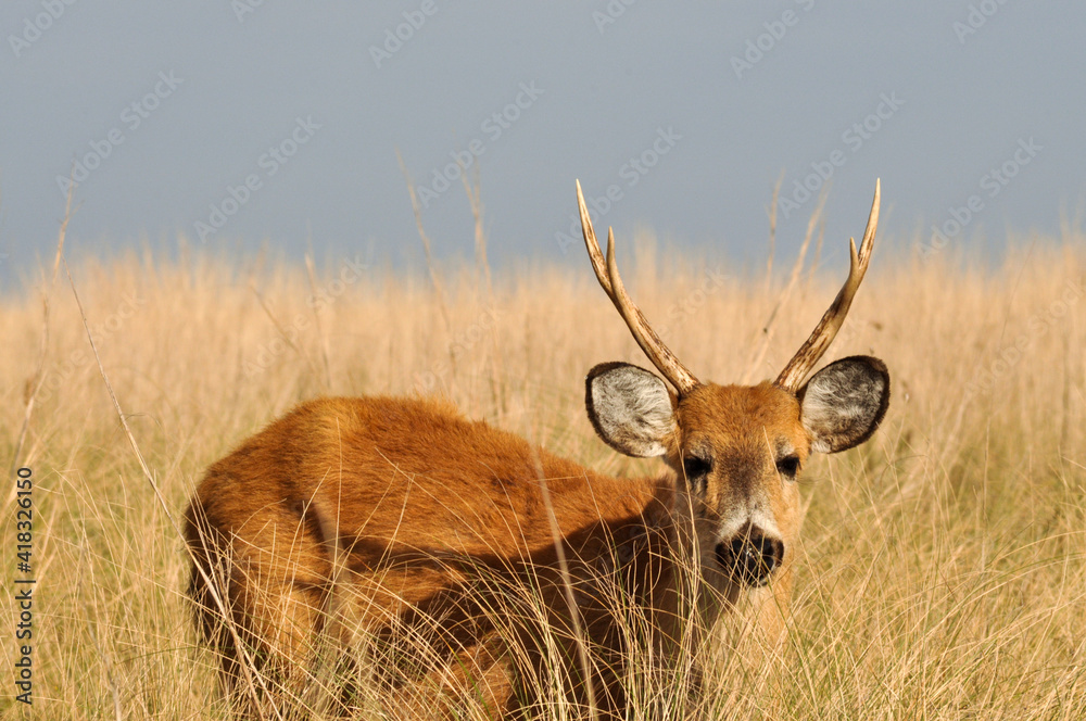 Male Marsh deer (Blastocerus dichotomus) in tall grass, Iberá wetland ...