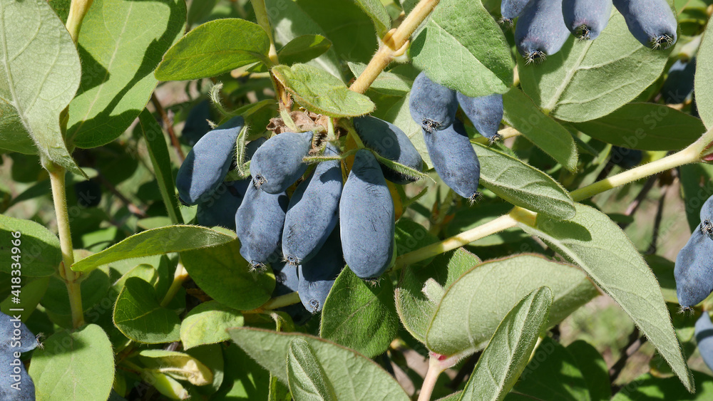 Blue honeysuckle (Lonicera caerulea var. Edulis) edible, also ...