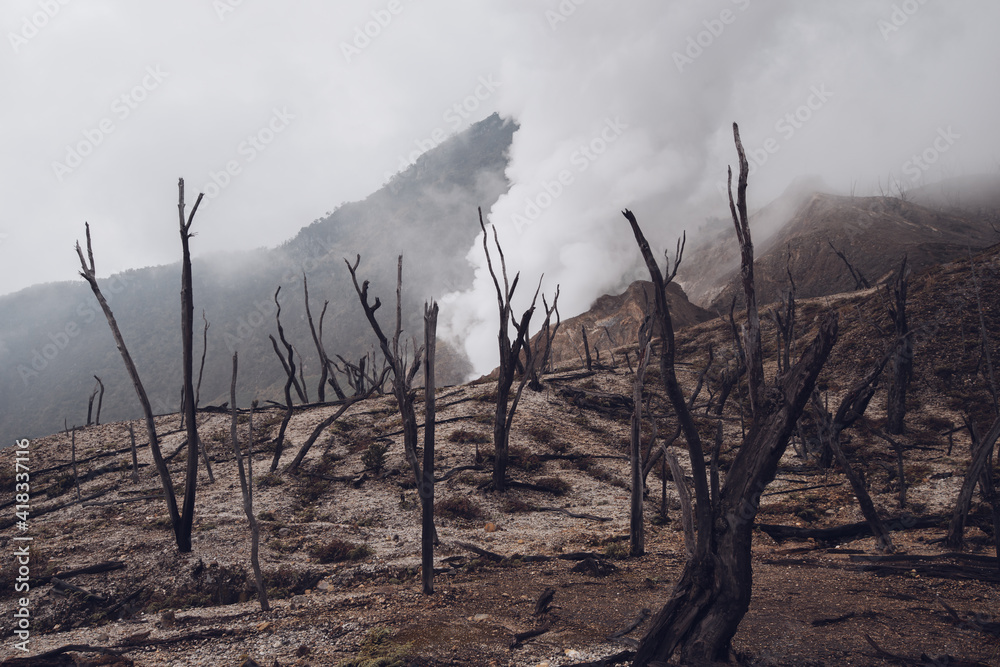 dead burnt forest landscape Stock Photo | Adobe Stock dead burnt forest landscape Stock Photo | Adobe Stock