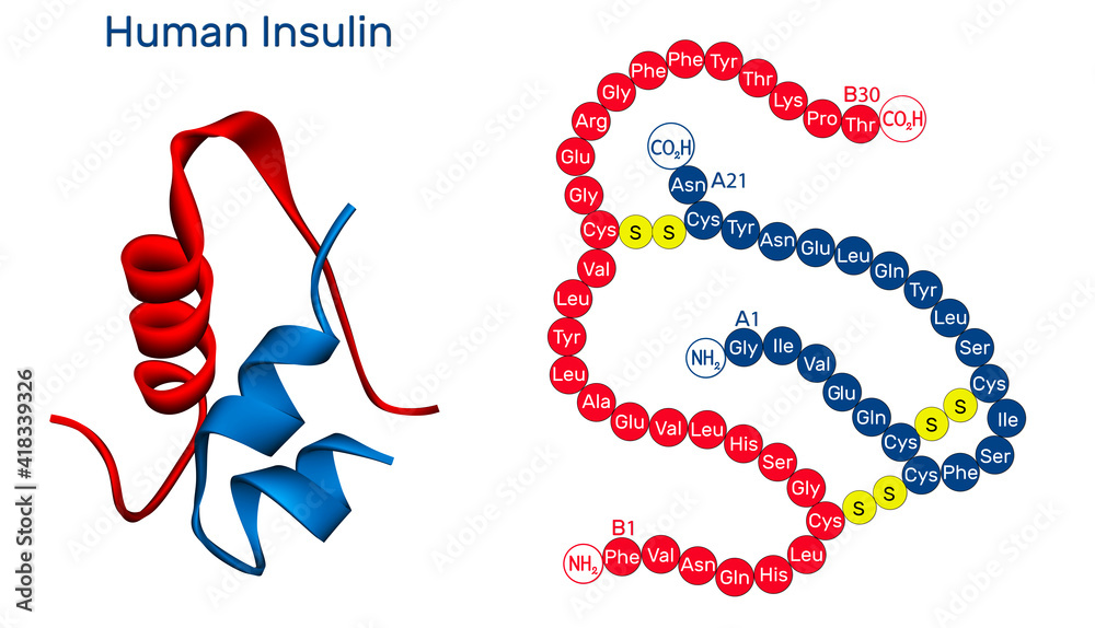 Human Insulin molecule. It is peptide hormone, produced by beta cells ...