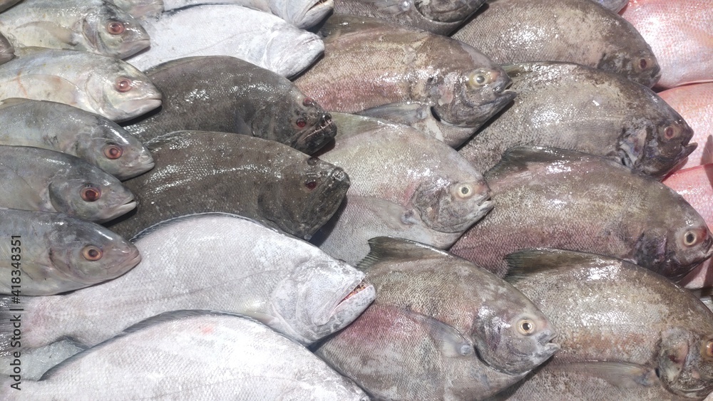 various types of sea fish in the market. baronang, snapper, tuna ...