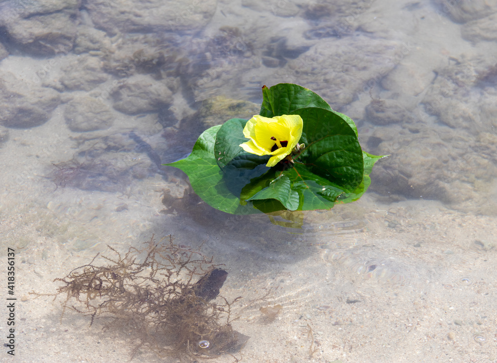 Fleur de Purau sur un radeau de feuilles à Raiatea, Polynésie foto de ...
