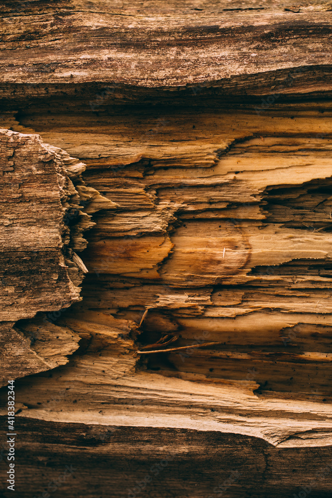 Wood texture and background for design. Cut tree trunk background in ...