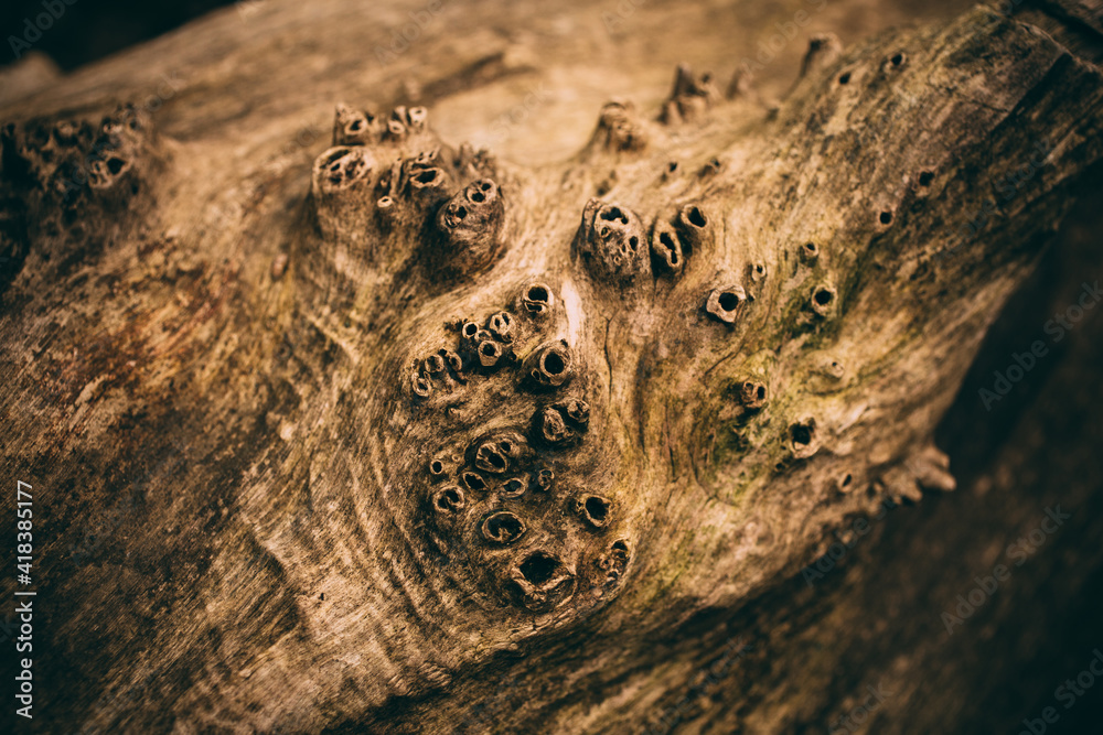Wood texture and background for design. Cut tree trunk background in ...