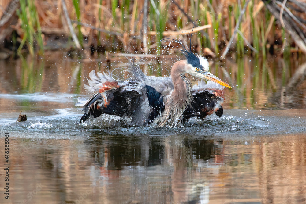 Great Blue Heron closeup in the middle of a frenzied water bath ...