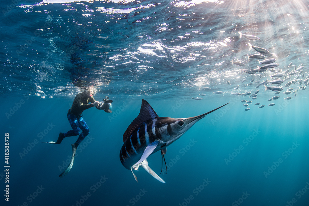 Striped marlin hunting mackerel and sardines, photographed by diver ...